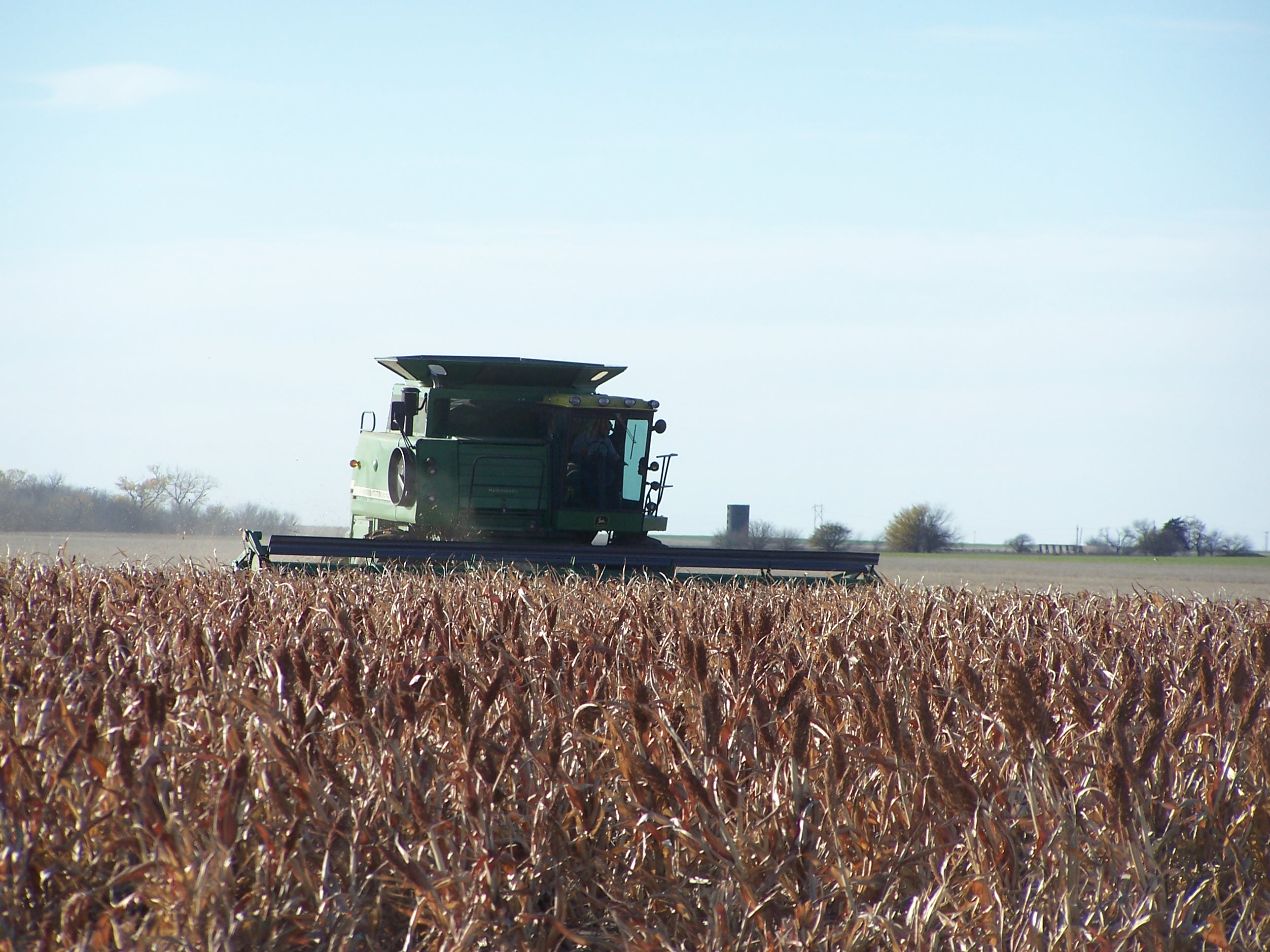 Milo Harvest ⋆ A Delightful Glow