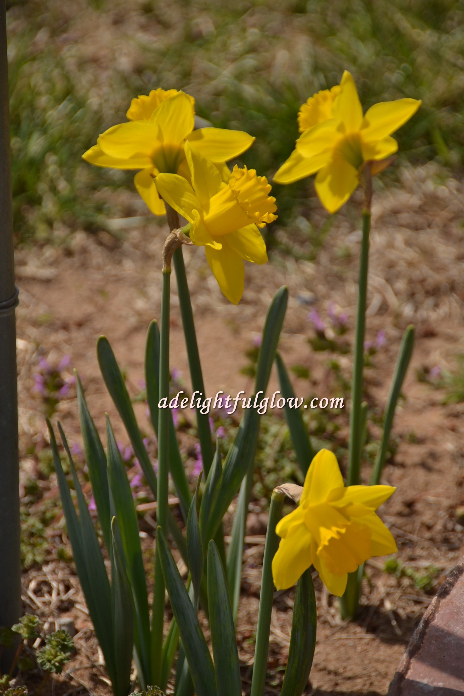 Bright Blooms for Easter | A Delightful Glow
