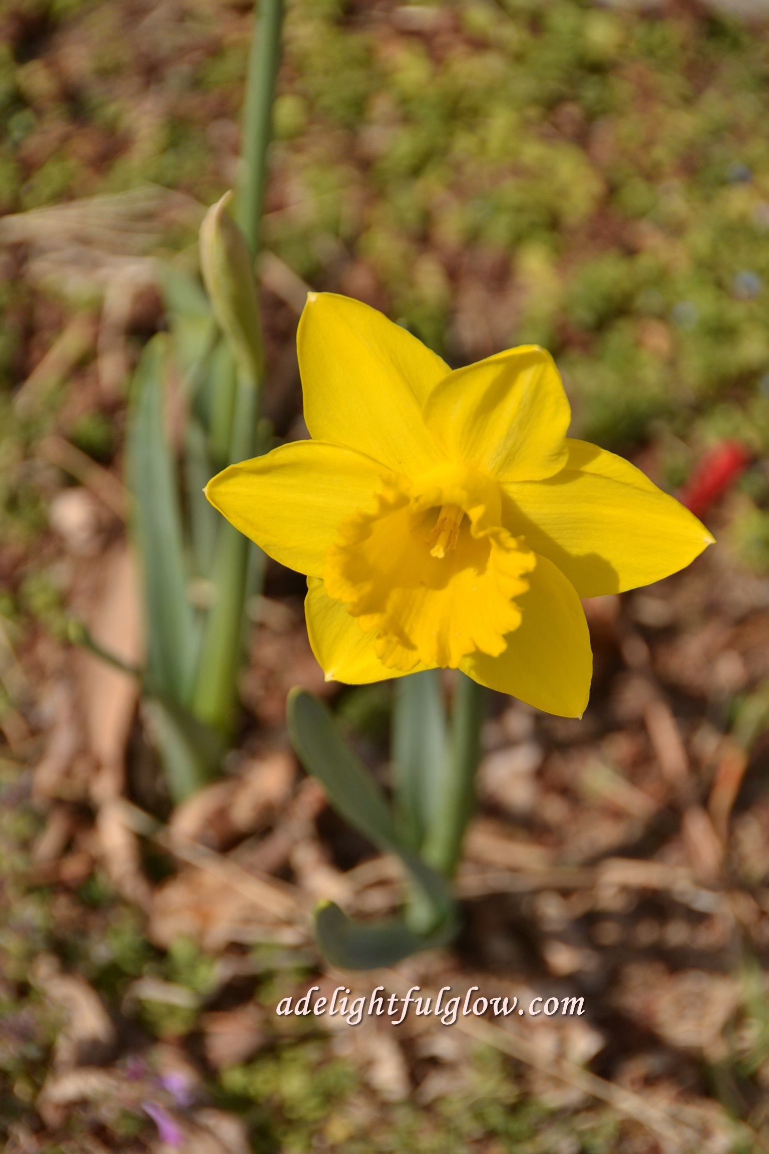 Bright Blooms for Easter | A Delightful Glow