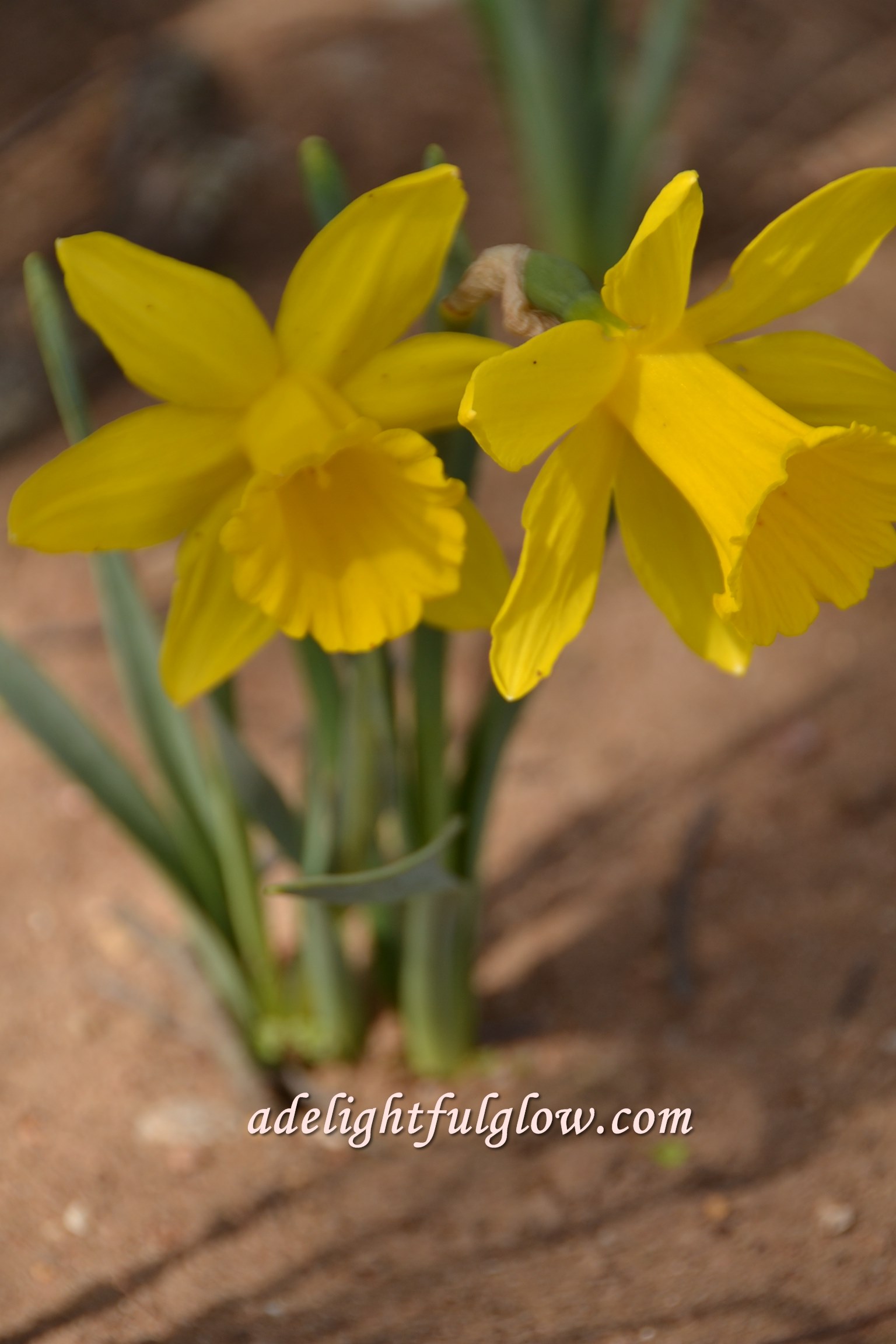 Bright Blooms for Easter | A Delightful Glow