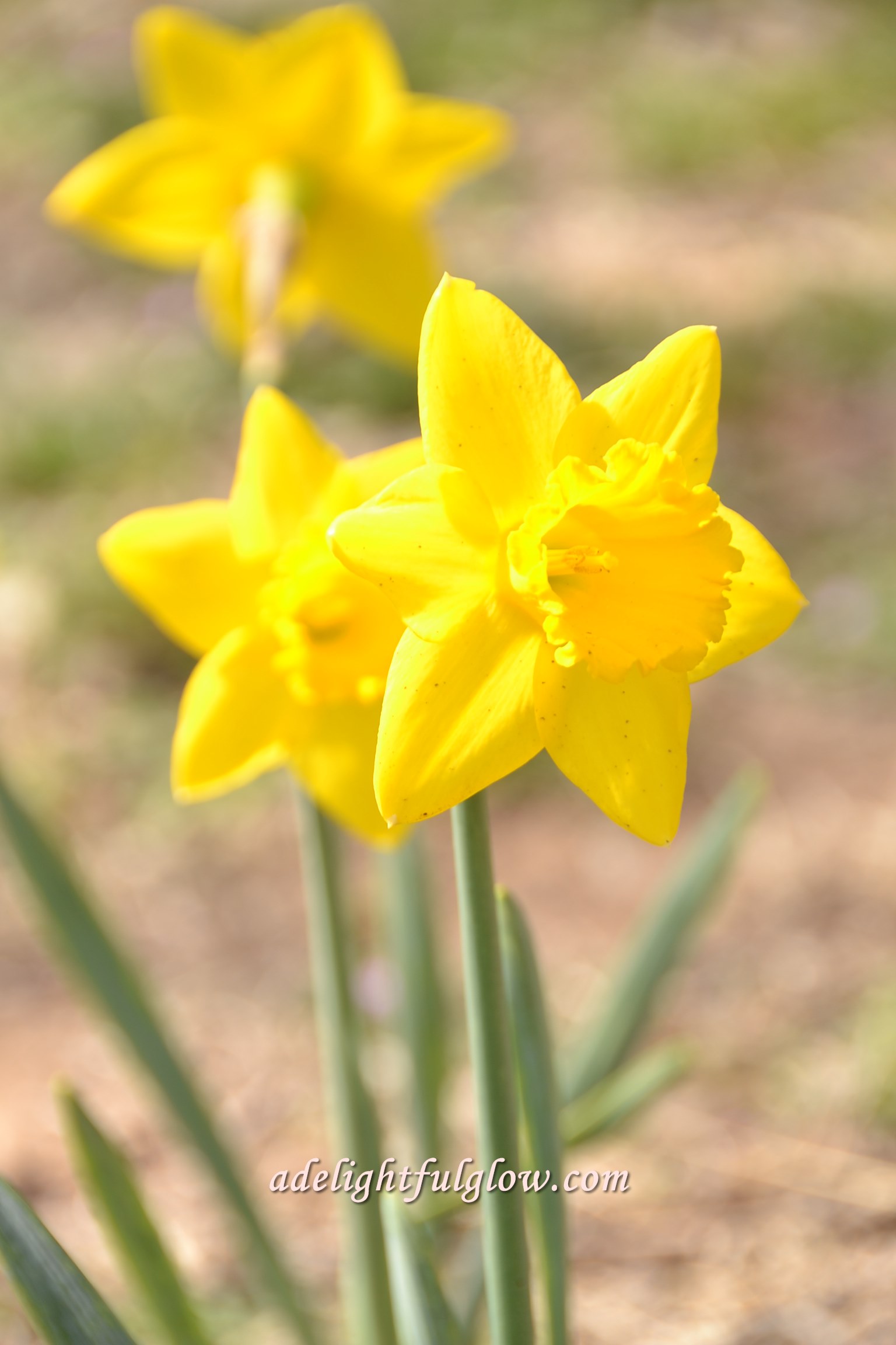 Bright Blooms for Easter ⋆ A Delightful Glow