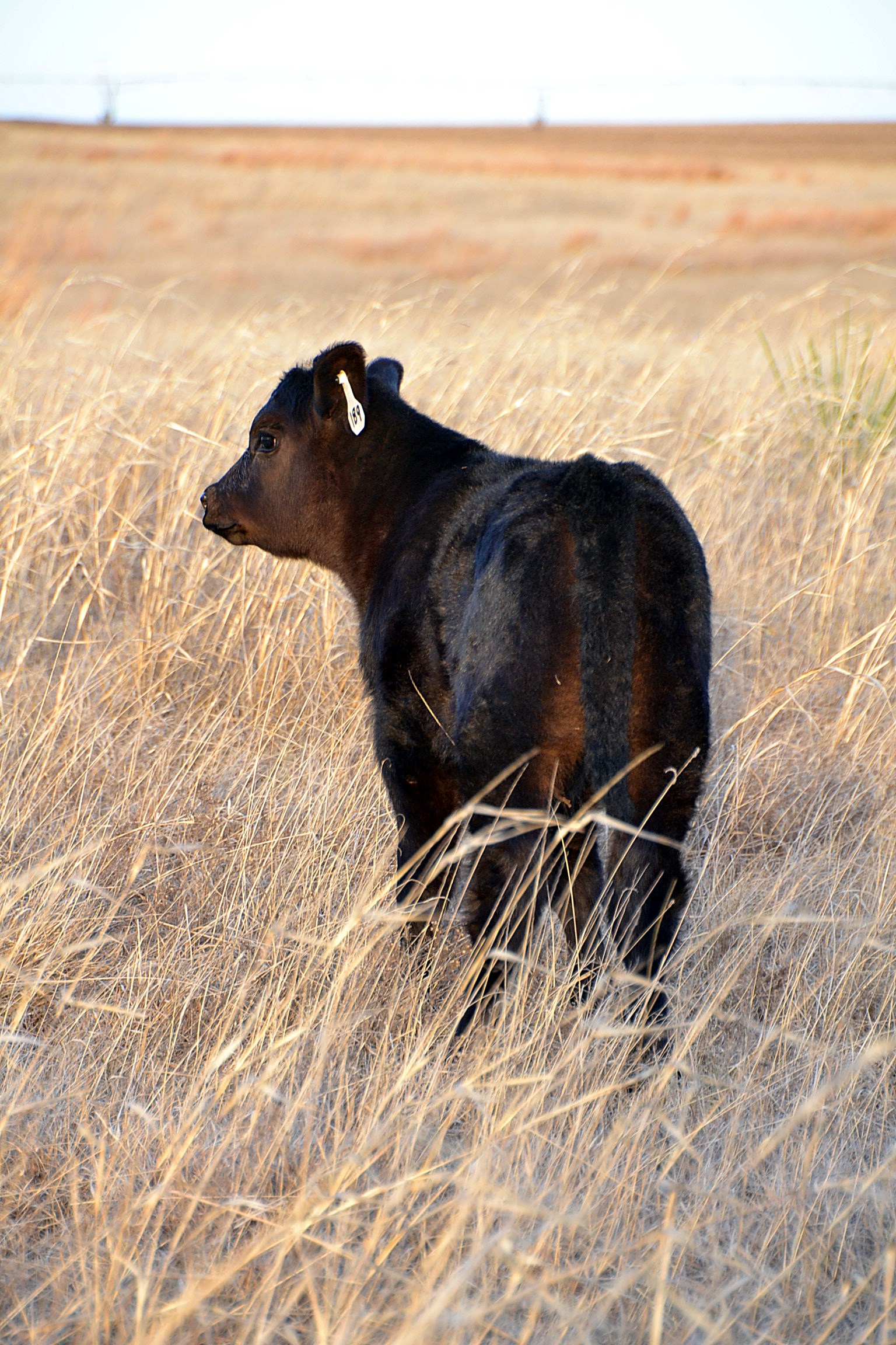 Praise, Quotes and Baby Calves ⋆ A Delightful Glow